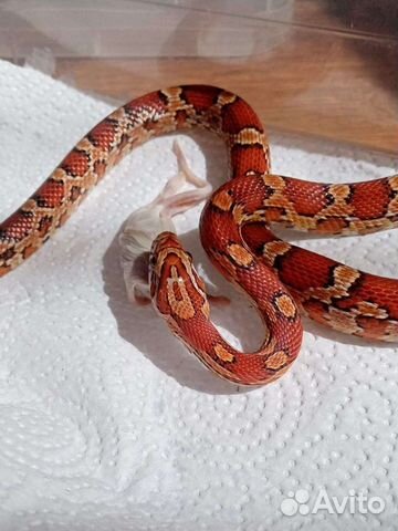 Змея маисовый полоз