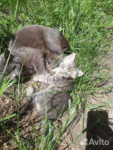 Котик-мышелов бесплатно