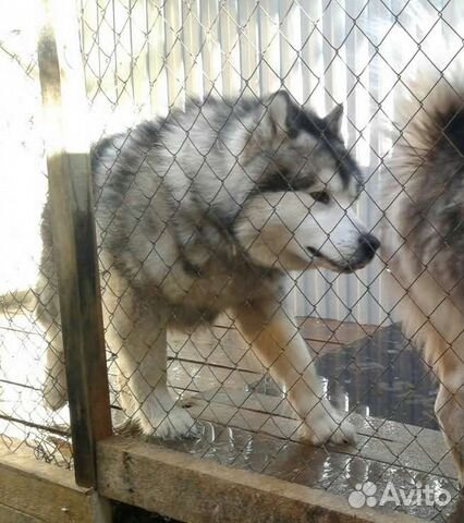 Кобель Маламут Жених