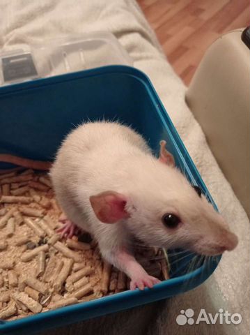 Крыса сиамская дамбо девочка