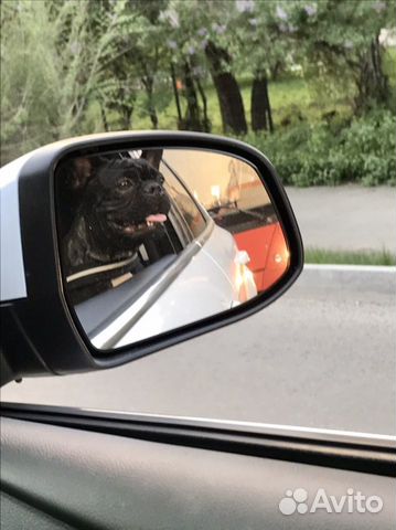Французский бульдог кабель, вязка