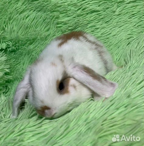 Декоративные кролики вислоухие