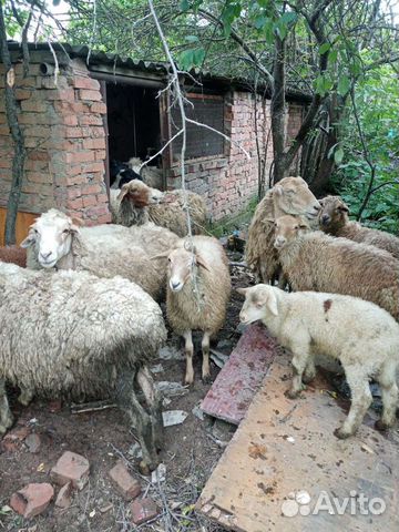 Овцы бараны ягнята оптом