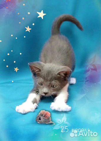 Кисулька игрулька в добрые руки