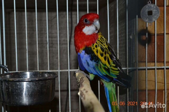 Попугай розелла