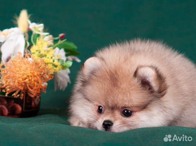 Купить щенка шпица