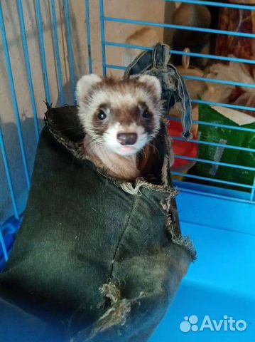 Хорек вязка