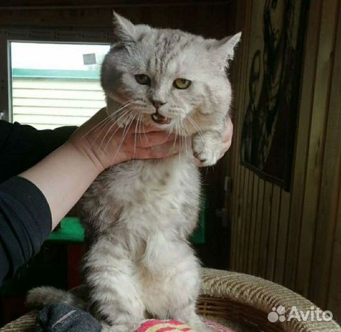 Красивый шотландский кот в добрые руки