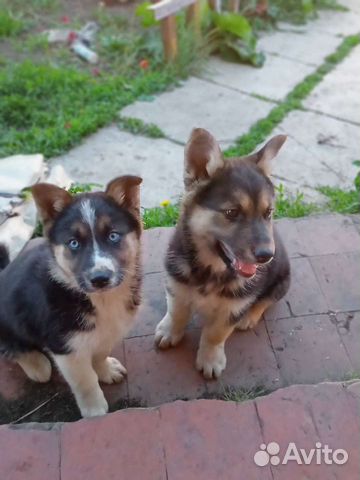 Хаски + немецкая овчарка