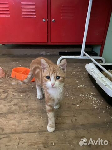 Котенок Гога