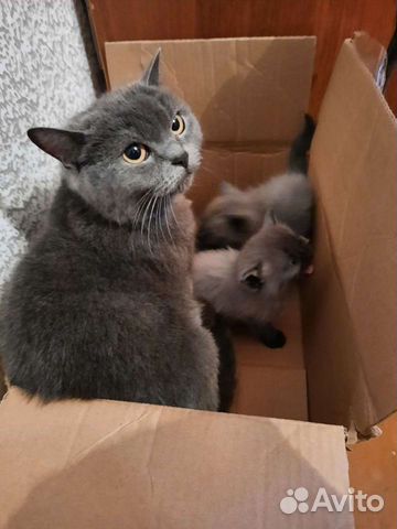 Британские котята