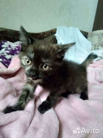 Кошечка в добрые руки