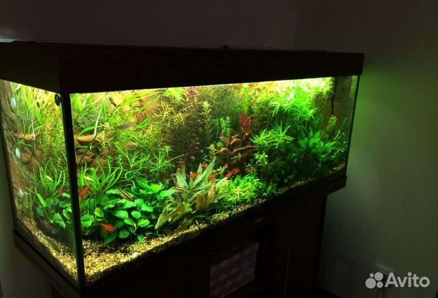 Аквариум 250