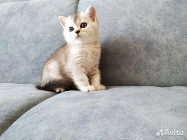 Шотландские котята