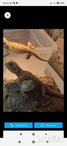 Бородатая агама