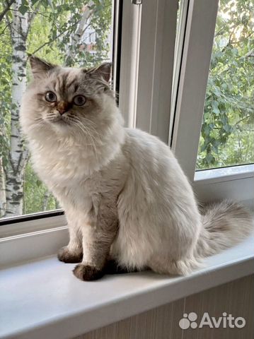 Кот вязка