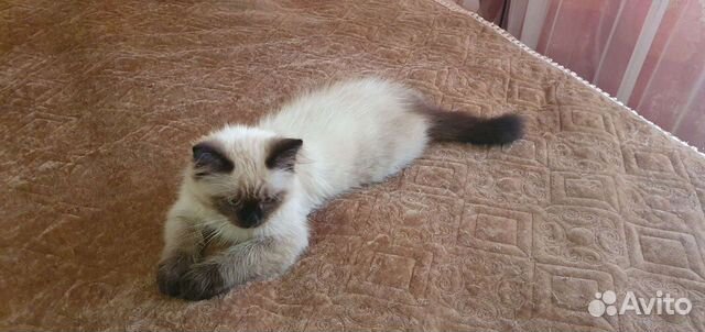 Продам катенка