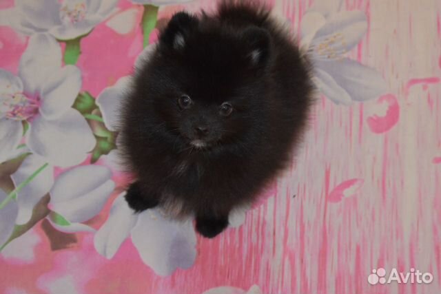 Шпиц - девочка с цветной генетикой