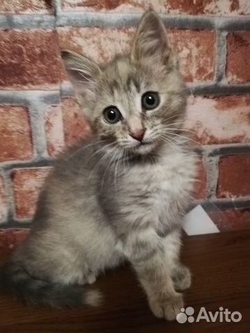 Дымка в добрые руки