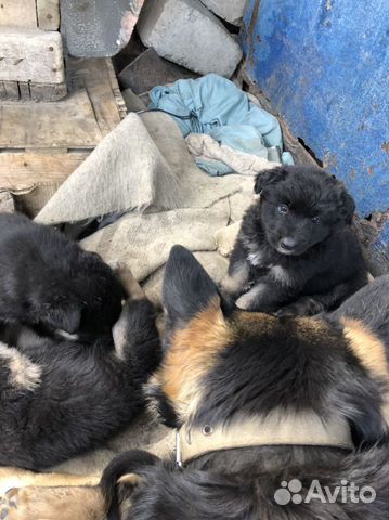 Черненький щенок мальчик ищет дом