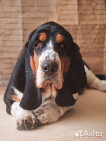 Щенки бассет хаунда