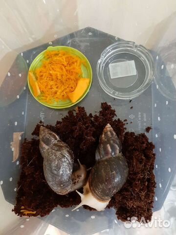 Подарю улиток ахатин