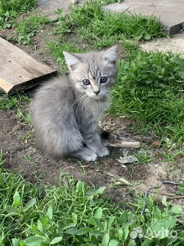 Шотландские прямоухие котята