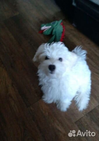 Мальтийская болонка