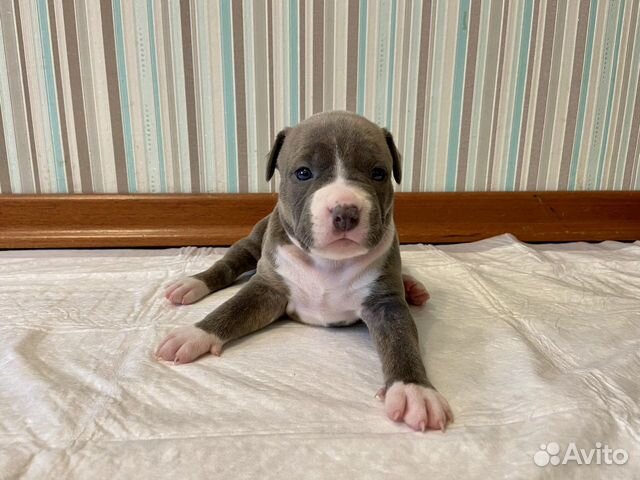 Американский стафордширский терьер