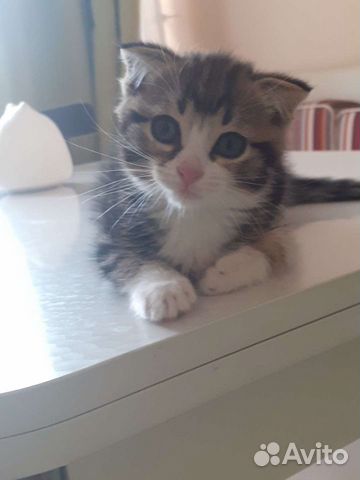Котенок