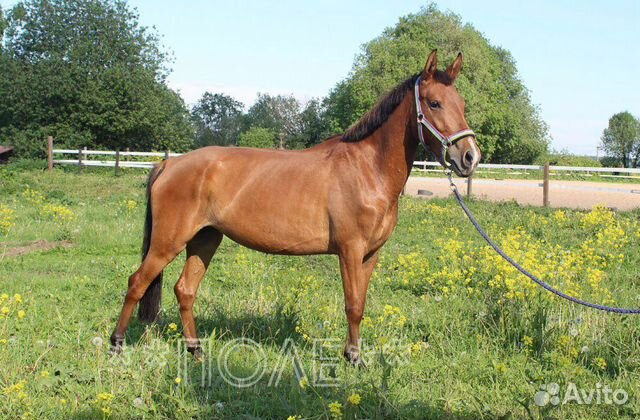 Пони-класс под детей