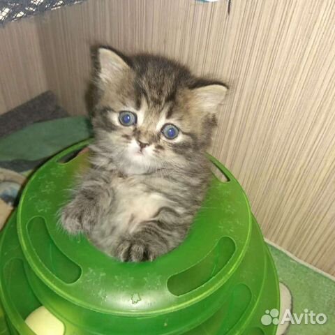 Шотландские котята скоттиш страйт