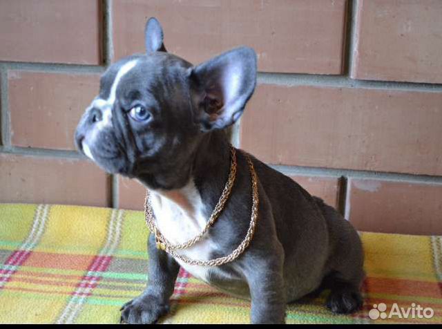 Девочки голубые с лиловым геном