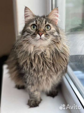 Котрдети из приюта ищут своих родителей