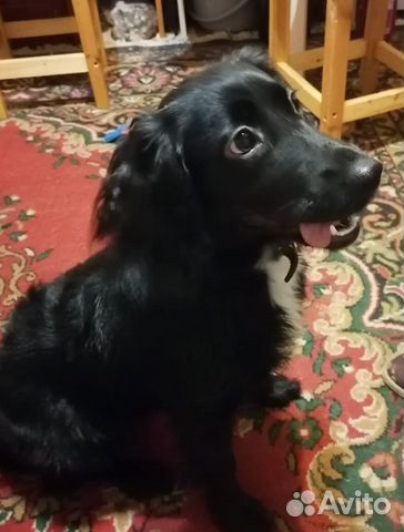 Англиский кокер спаниель