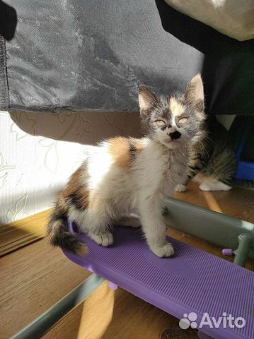 Котёнок