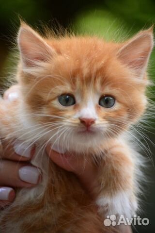 Котенок в добрые руки