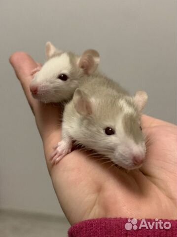 Декоративная крыса