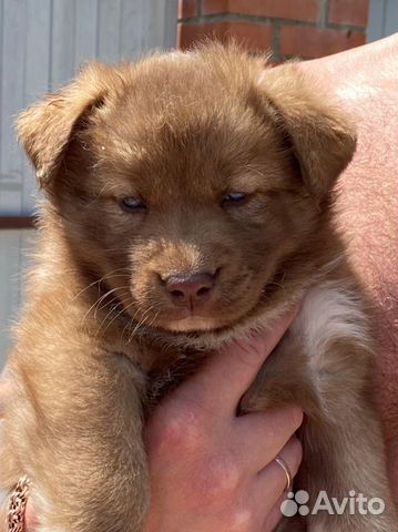 Щенки бесплатно