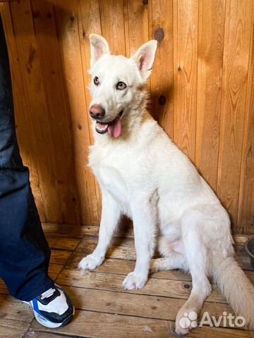 Молодой кобель Мишка ищет дом