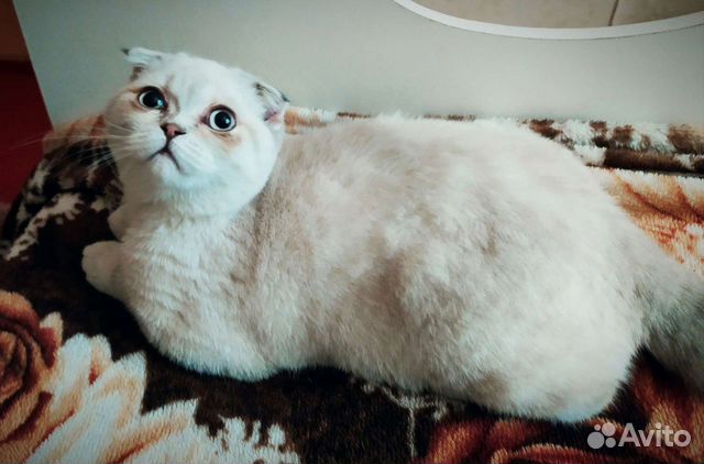Шотландская вислоухая кошка 6,5 месяцев