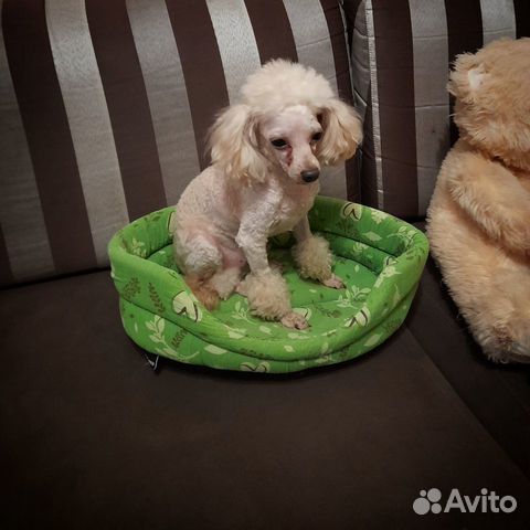 Продаю той-пудель миниатюрный