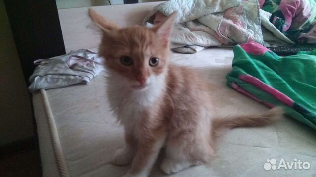 Котята в добрые руки мальчики