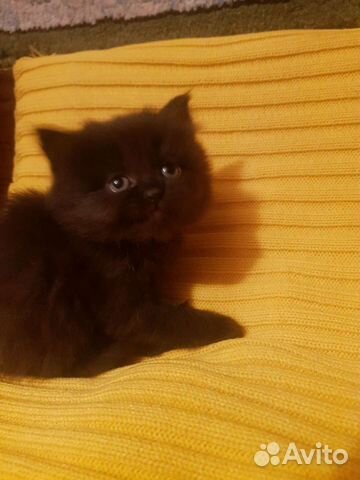 Длинношерстные британские котята