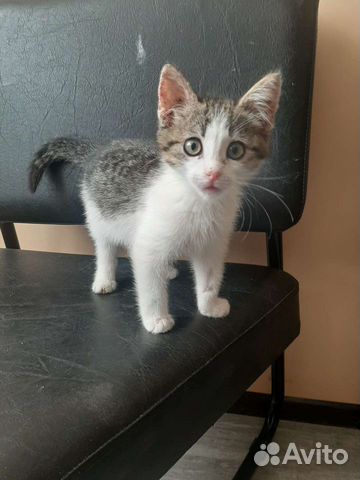 Котенок в добрые руки