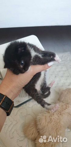 Котенок