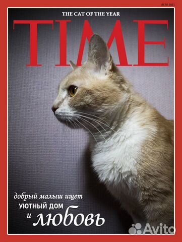 Добрый малыш ищет свой дом и любовь (фото и видео)