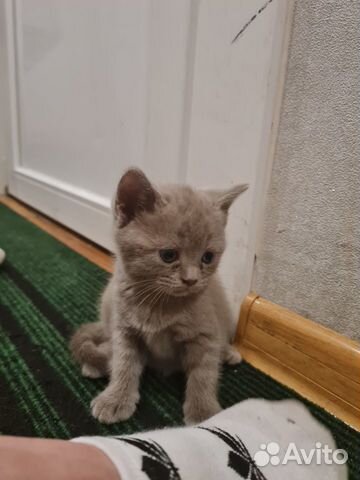 Британские котята