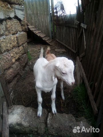 Козел зааненский50-50ламанча 2 месяца.цена 2500.Дж