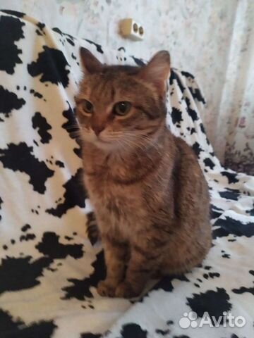 Кошка